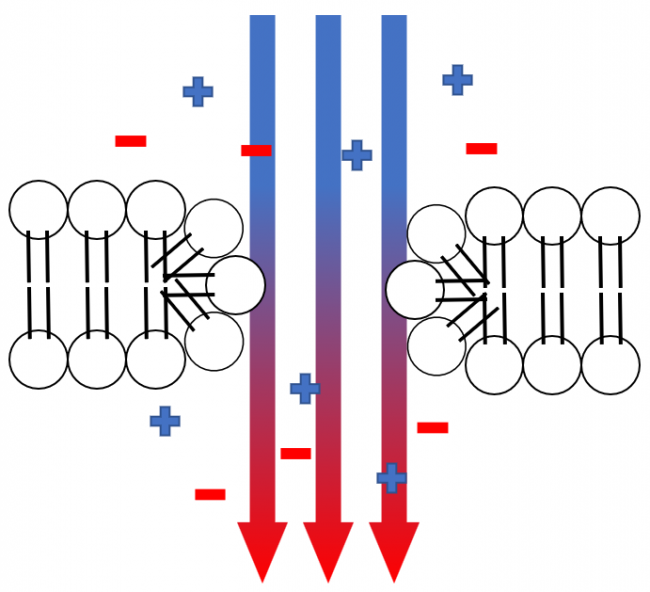 Electroporation: What is it and what’s it used for? • Lynton